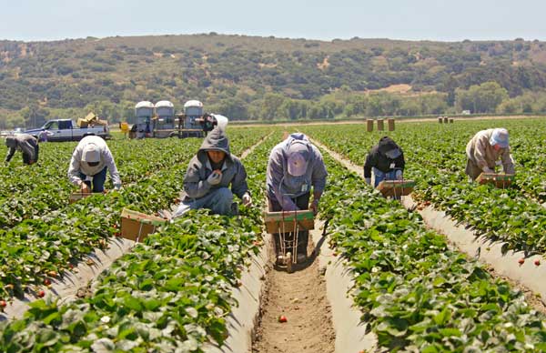 MEC&F Expert Engineers : California Labor Commissioner Cites Farm Labor ...