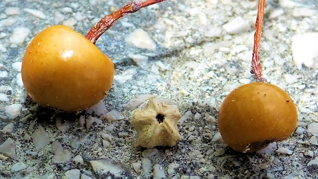 Le blog de la Coudoulière: Margousier ou lilas de Perse