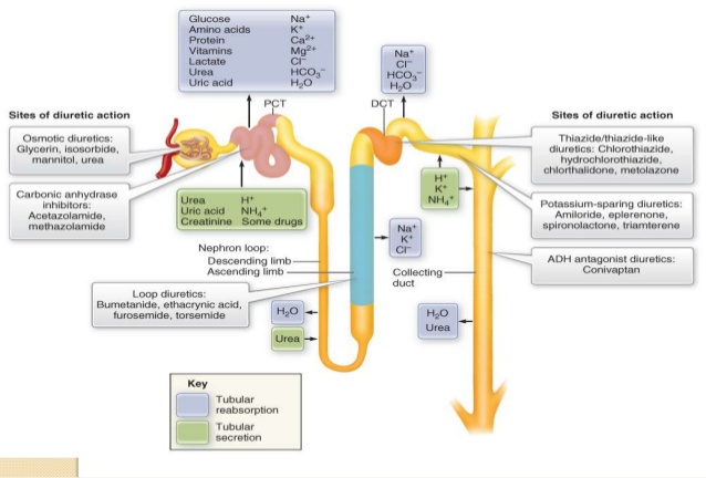 Sistem Kardiovaskular dan Saraf Otonom (Kelas Terapi Obat) - ZIER
