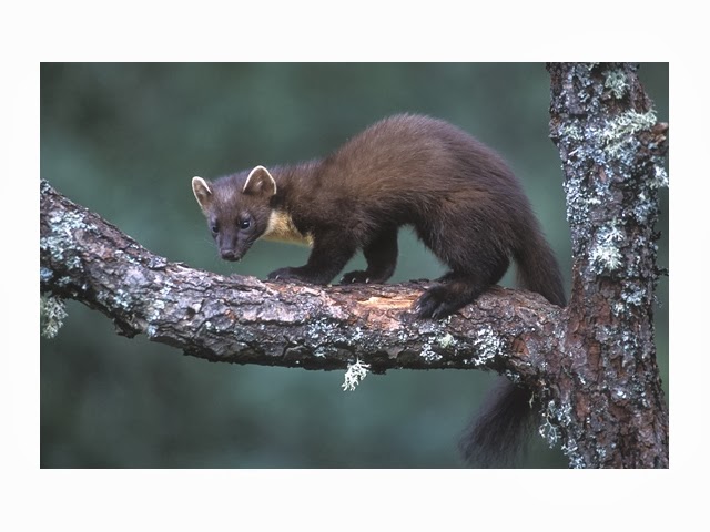 OccupyForLife: Chelia si haina de iarna a animalelor / The bold head ...