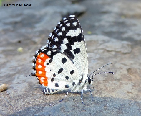 माझी भटकंती: Red Pierrot Butterfly / लाल कवडी