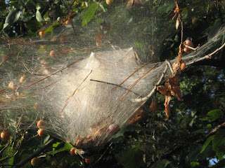 Prime Pest Solutions: Caterpillar Webs!