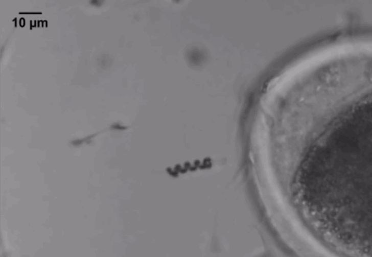 Espermatozoides in vitro: Spermbot: El espermatozoide robot
