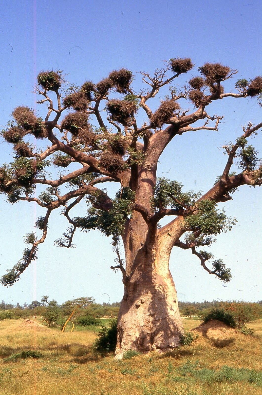 Baobá / Adansonia digitata
