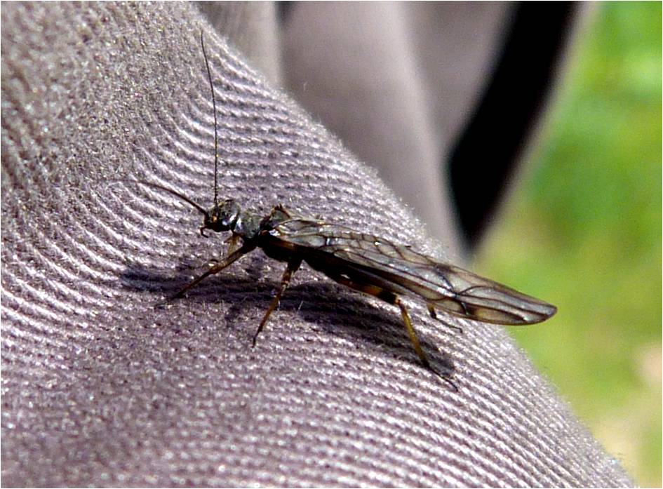 Insects of Scotland: Mayflies/Stoneflies