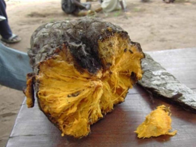 6 Nama Buah Dari Huruf U Dalam Bahasa Inggris Lengkap Dengan Gambar Dan ...