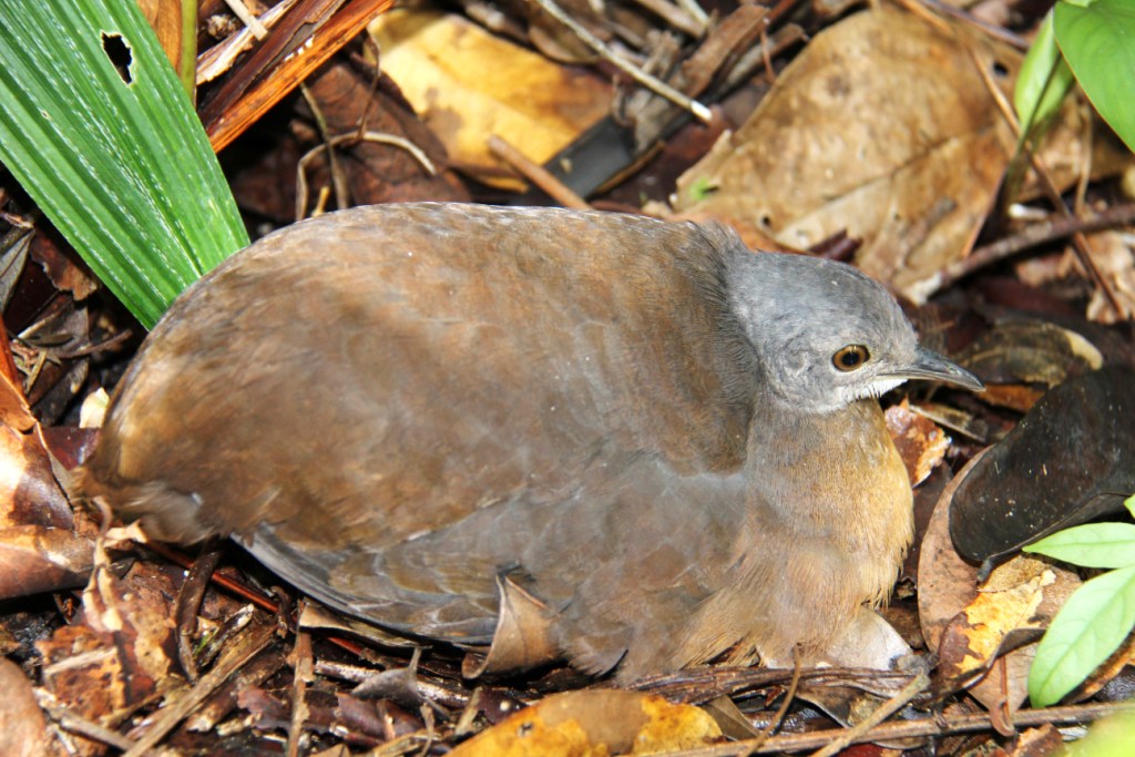 Nomes populares, locais, comuns ou vernáculos: riqueza cultural ameaçada.