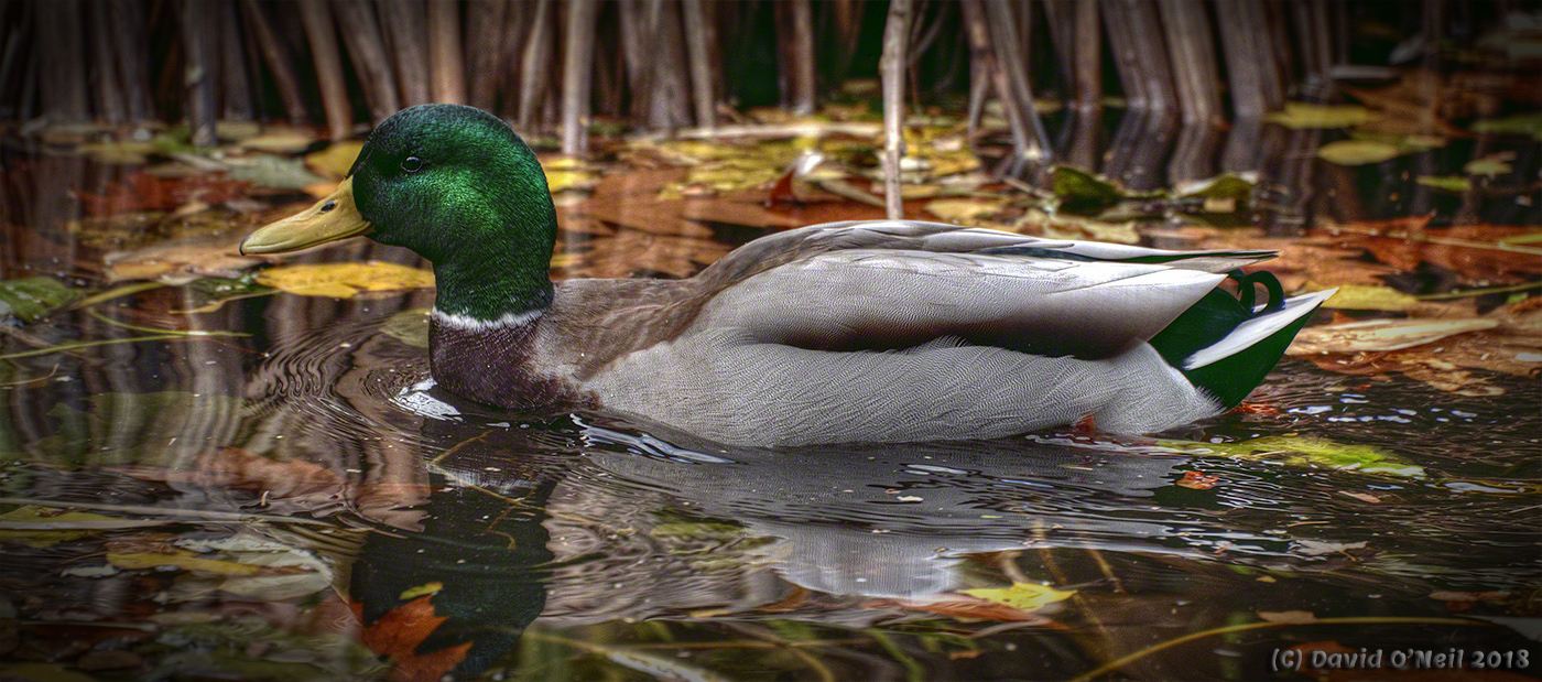 Ducks of Victoria's Beacon Hill Park: 2018