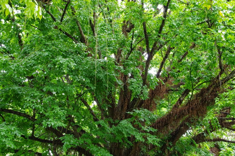 Trees and Plants: Monkey Pot (Sapucaia Nut Tree)
