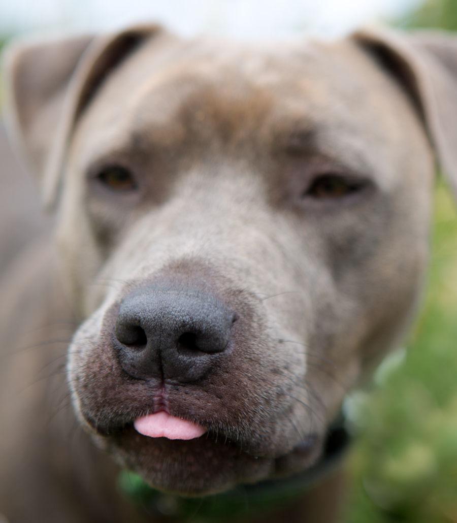 Shelter Dogs of Portland: "HAZEL" fabulous grey brindle Pitbull