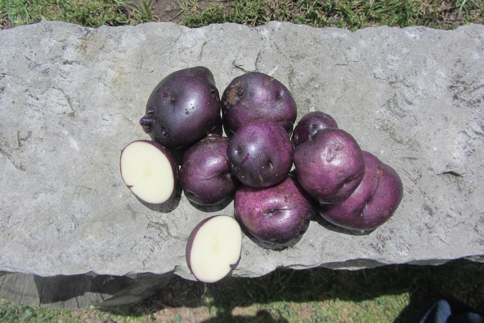 Hortelanodetabio: Papas moradas de alaejos