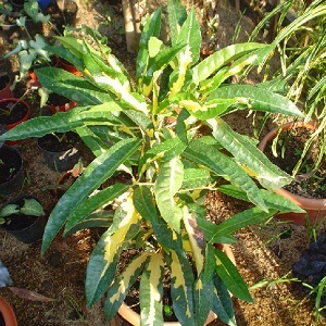 Tanaman Puring (Codiaeum variegatum) - Ganesha Flora Bali