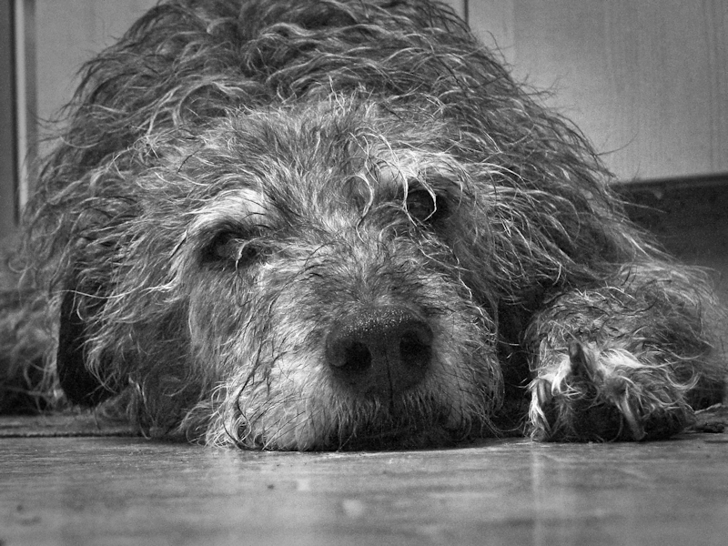 All This Is That: Shaggy dog story