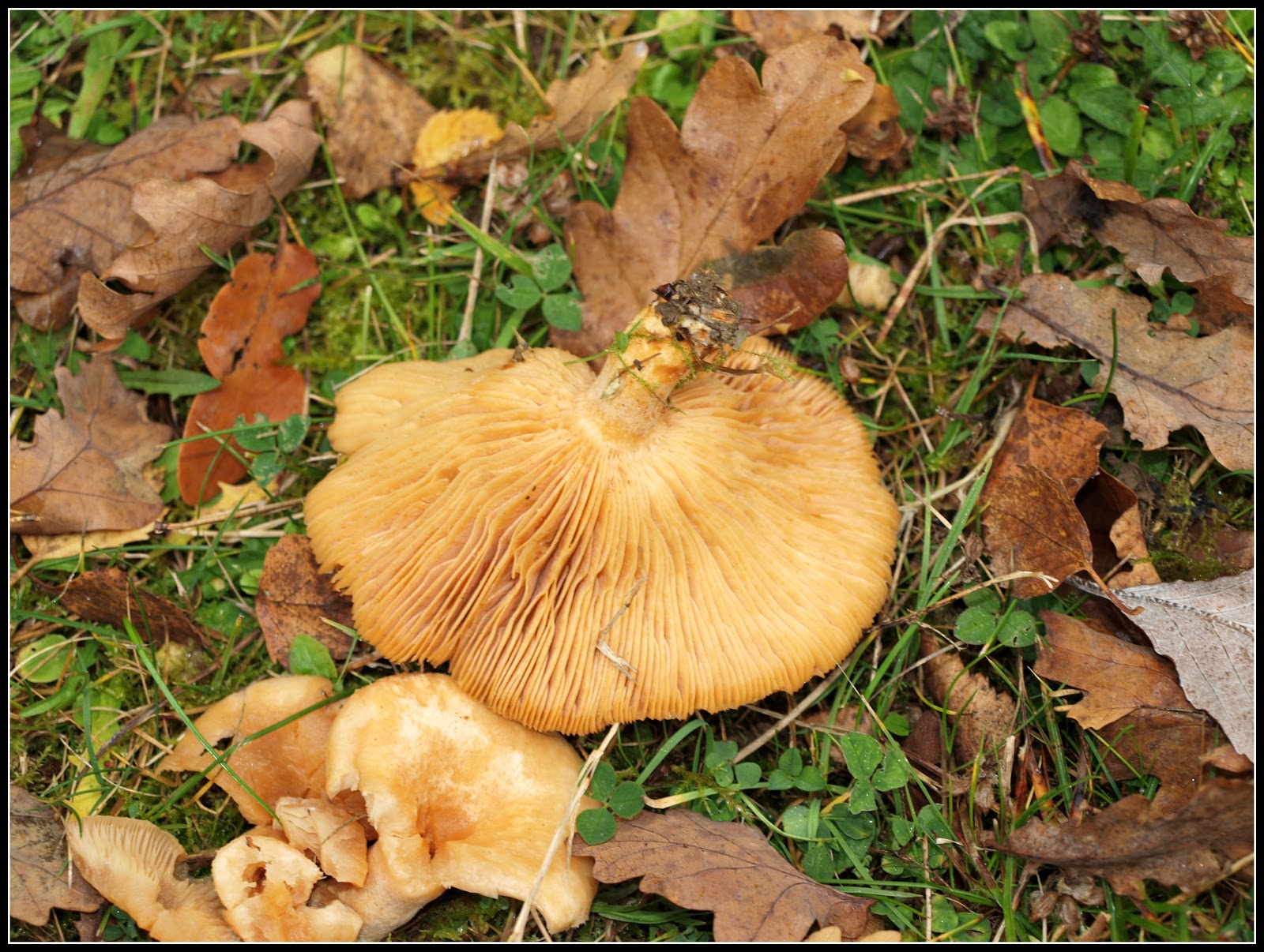 Mark's Veg Plot: Fungus Maximus!