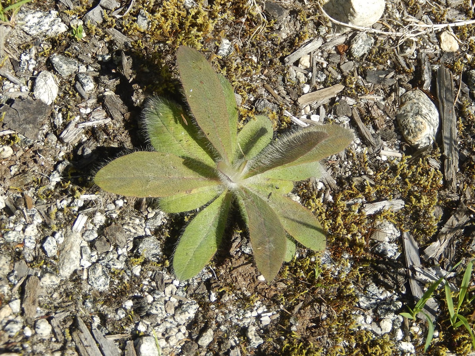 Powell River Books Blog: Coastal BC Plants: White-Flowered Hawkweed