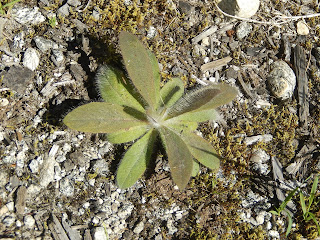 Powell River Books Blog: Coastal BC Plants: White-Flowered Hawkweed