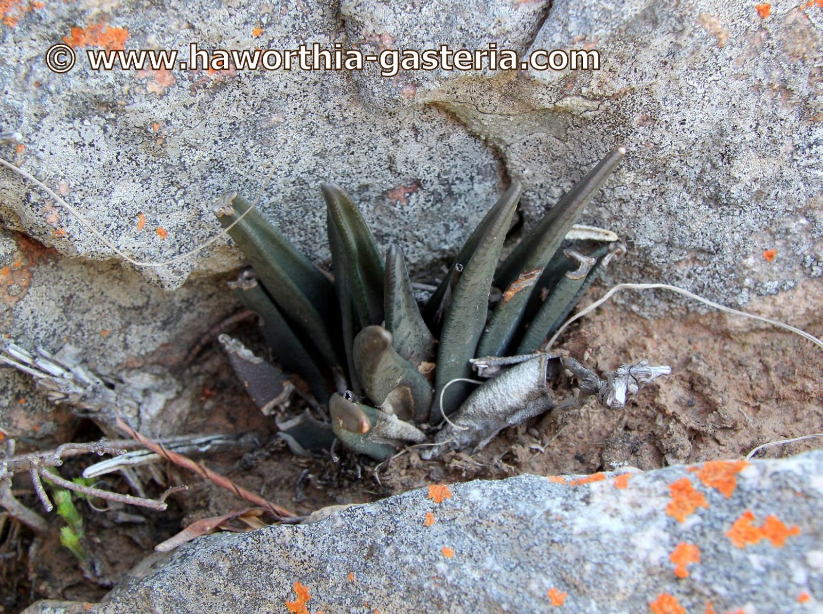 All you wanted to know about Haworthias, Gasterias and Astrolobas ...