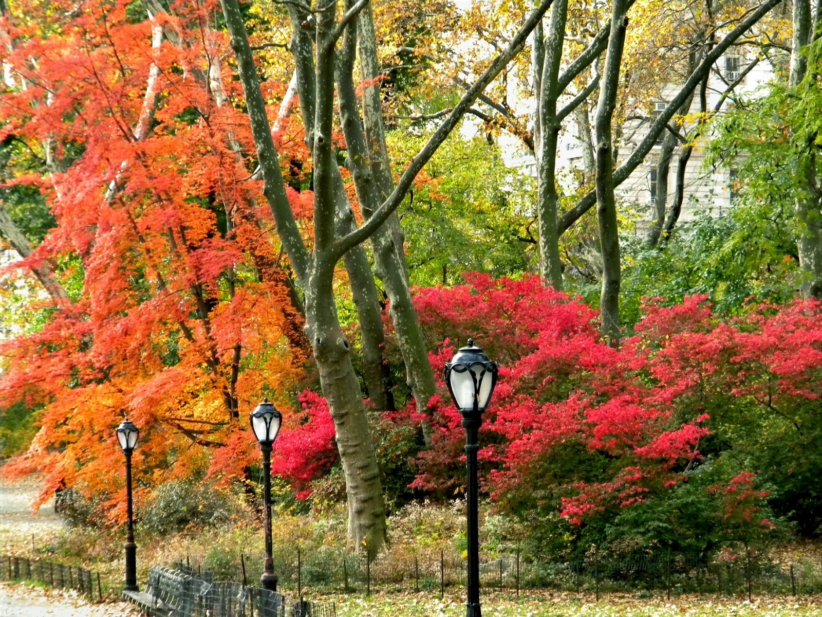 Fall Autumn Colors Clip Art Public Domain Clip Art Photos and Images