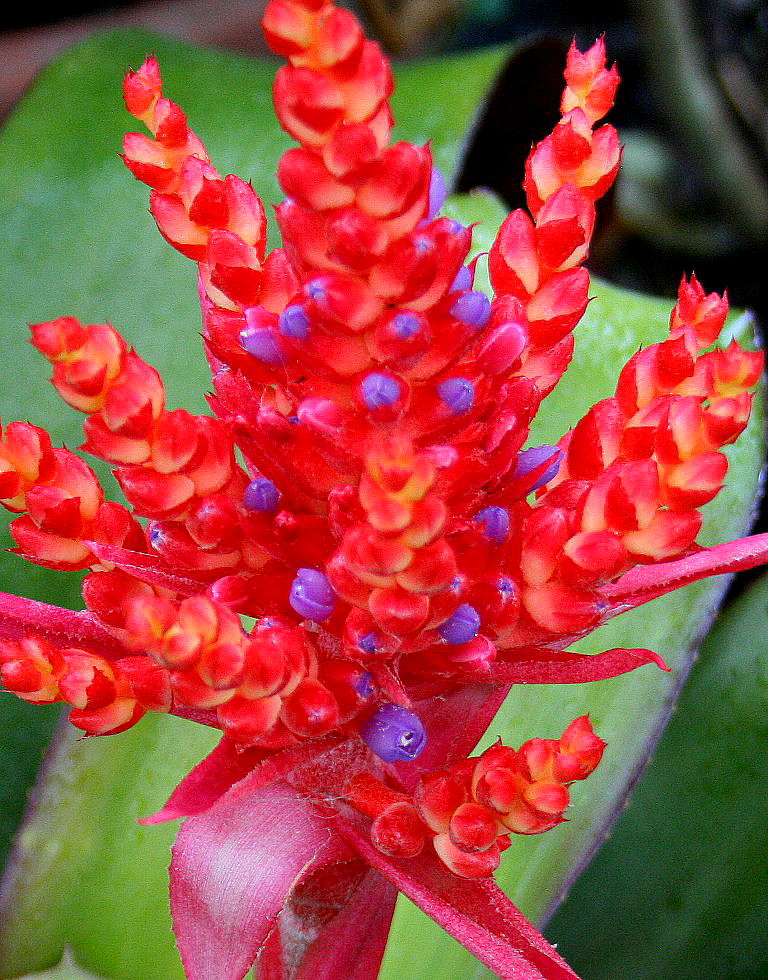 Bromeliads "My Collection": Aechmea, Billbergia,Guzmania, Honey Bird ...