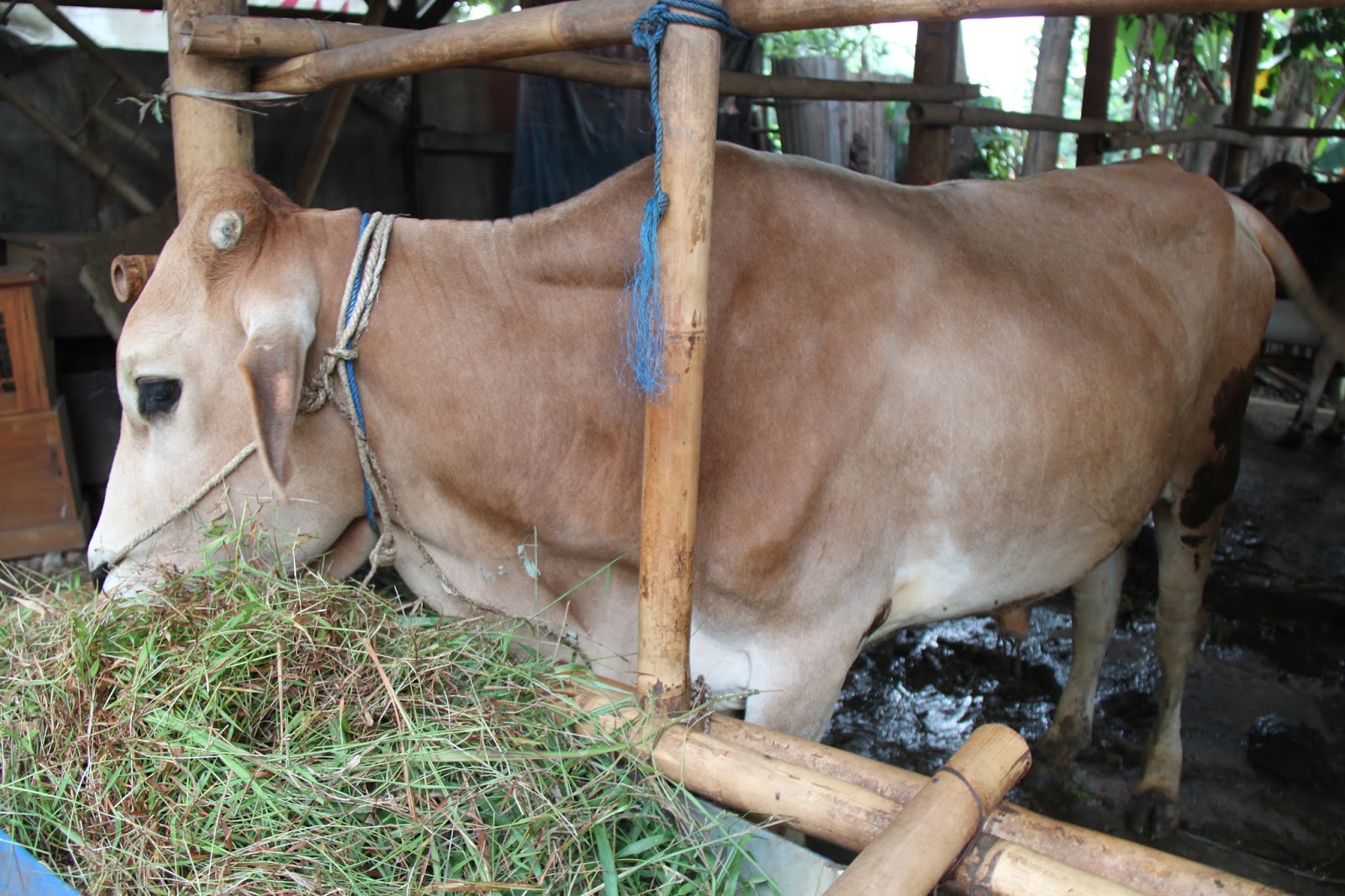 Kelompok Tani Ternak "SatoAji": FOTO TERNAK