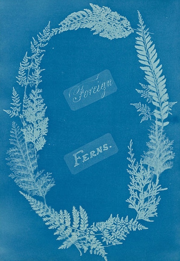 Cocosse | Journal: British Algae : Cyanotype Impressions | Anna Atkins ...