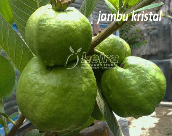 Jambu Kristal asal Taiwan ~ Leira Buah Tropis