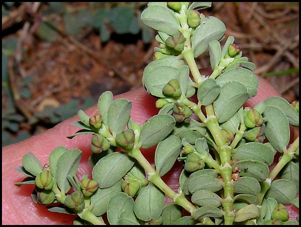 Flora of the Pilliga Forests: Chamaesyce drummondii