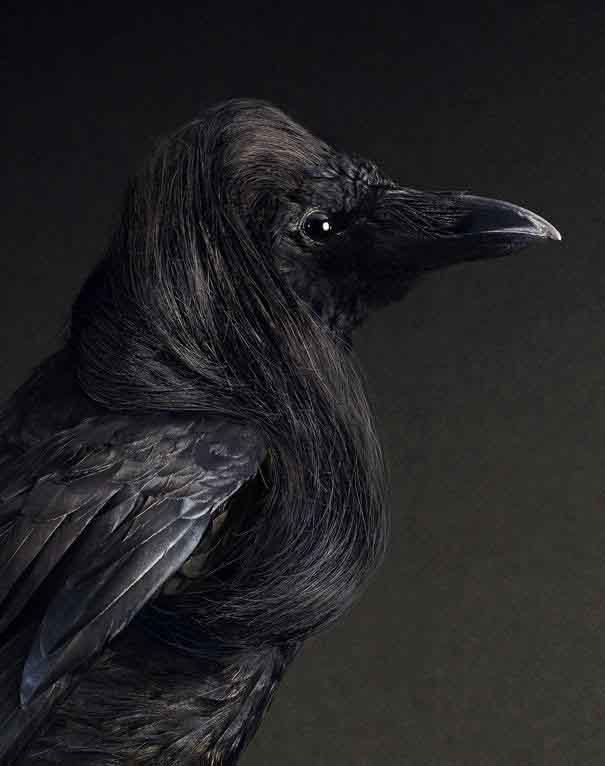 All About Life: Burung dan Fesyen Rambut Terkini