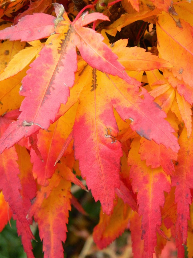 Garden Muses: A Small Toronto Gardening Services Company Blog: Falling ...