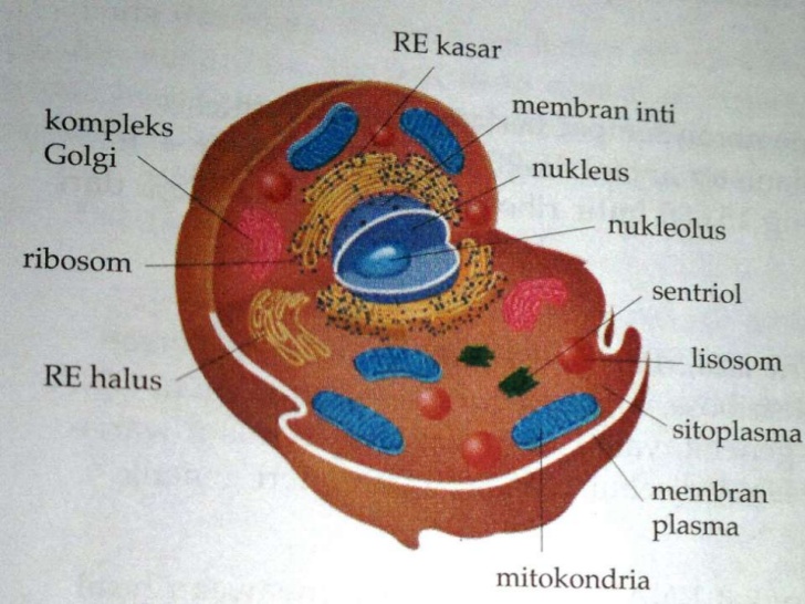 Ringkasan Biologi Kelas XI BAB 1 "Sel dan Bioproses pada Sel" Edisi ...