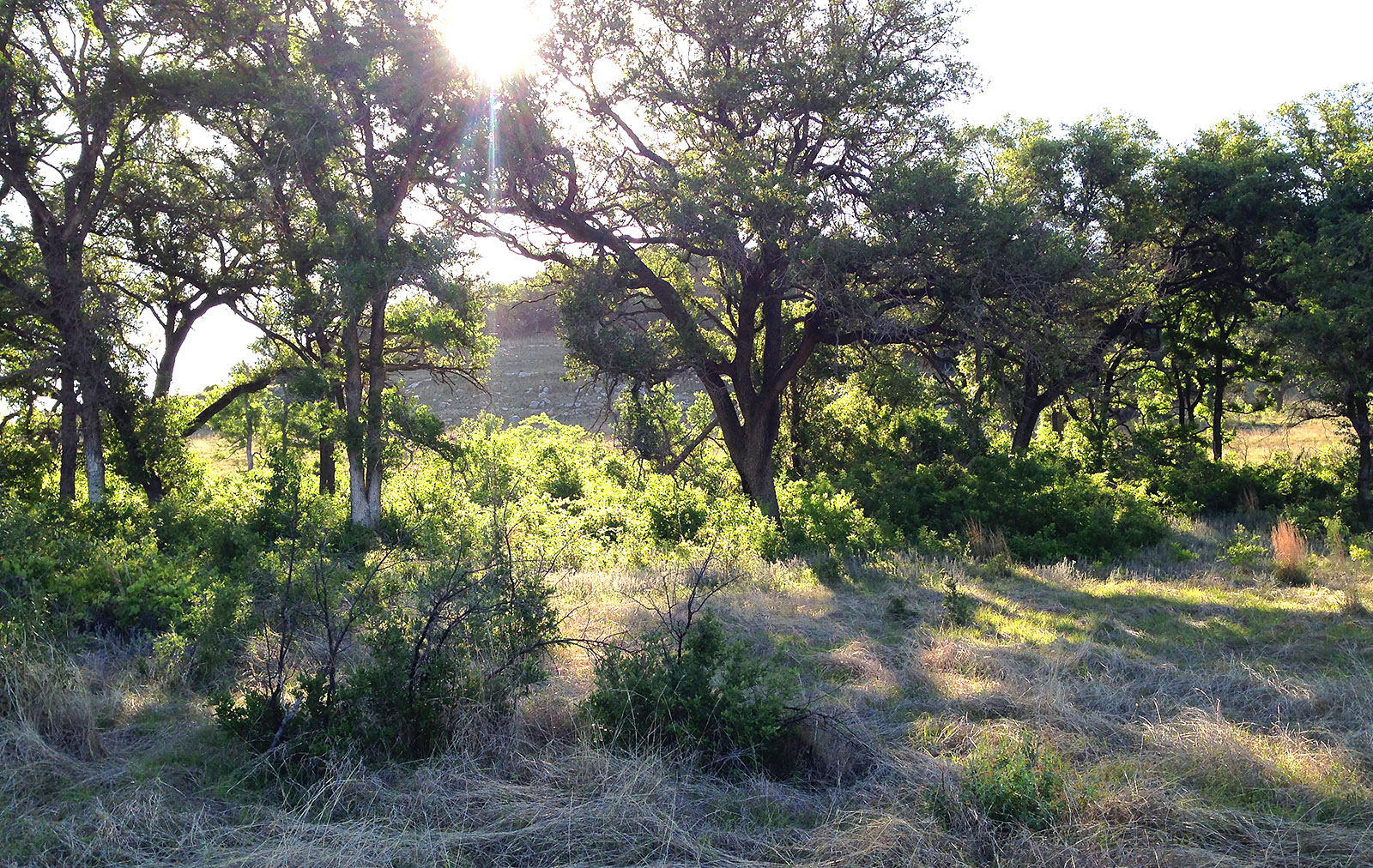 Edward Plumer: Finding Painted Buntings at Doeskin Ranch