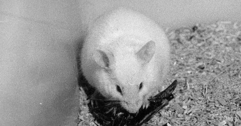 Professor P.Brain's blog: Zombie mice?