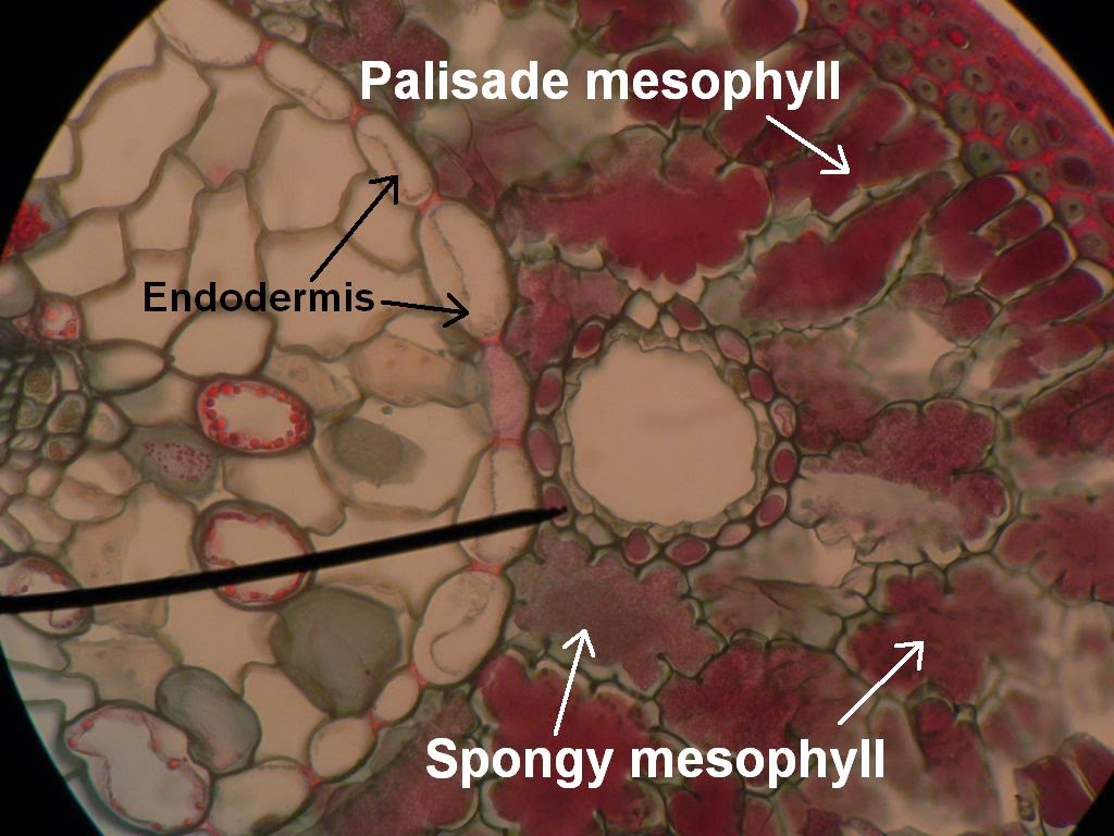 Bio Geo Nerd: Leaf Anatomy