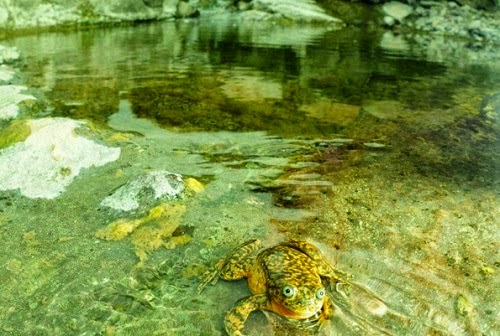 Nueva especie de rana acuática andina es descubierta ~ Noticias