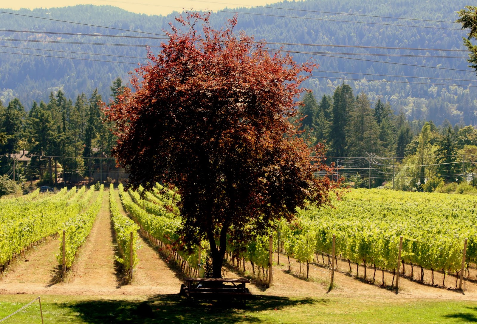 The Murray Chronicles : Mistaken Identity Vineyards on Salt Spring Island