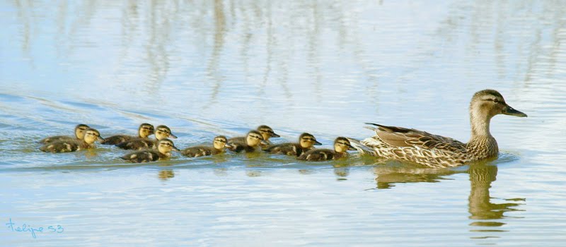 NUNCAJAMAS COCKER: ¿QUE ES LA IMPRONTA?