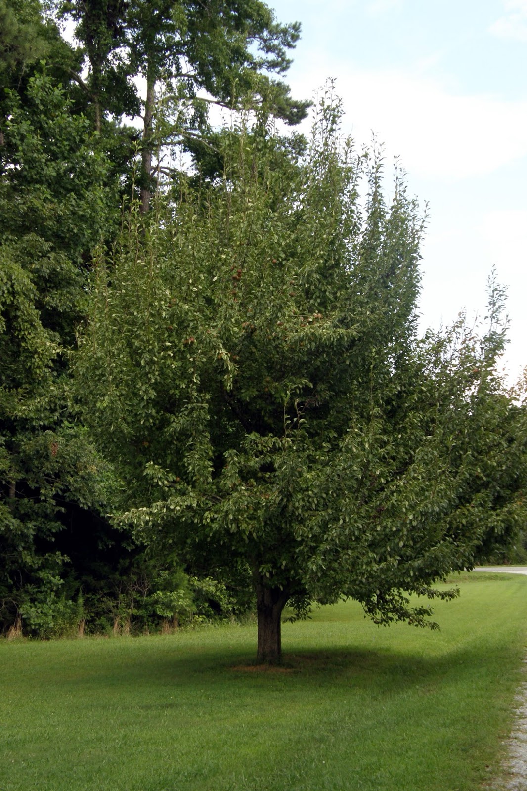 Food Gratitude: Our North Carolina Home