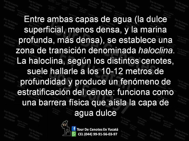 LOS CENOTES DE YUCATAN: EL FENOMENO DE LA HALOCLINA