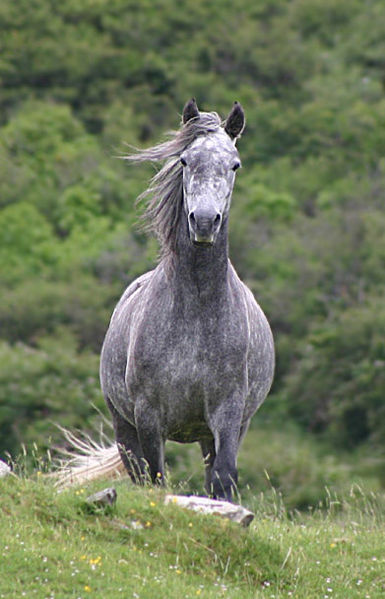 LIfe of a Horse: Irish Horse breeds