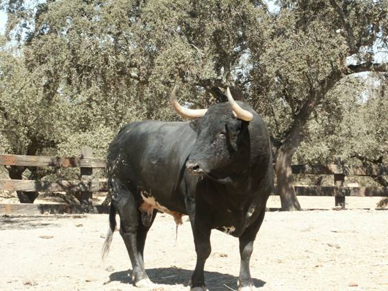 Los toros: Diferentes castas