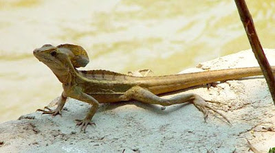Basilisco (Basiliscus)