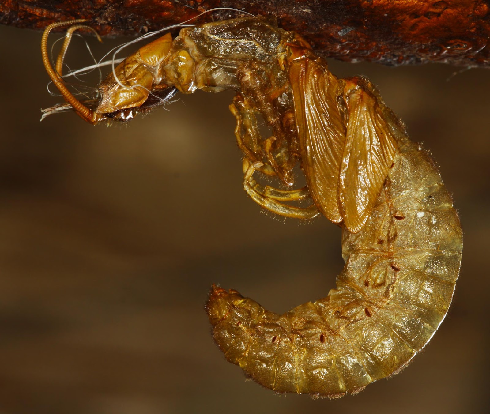 All of Nature: Dobsonfly Pupae Becomes Adult