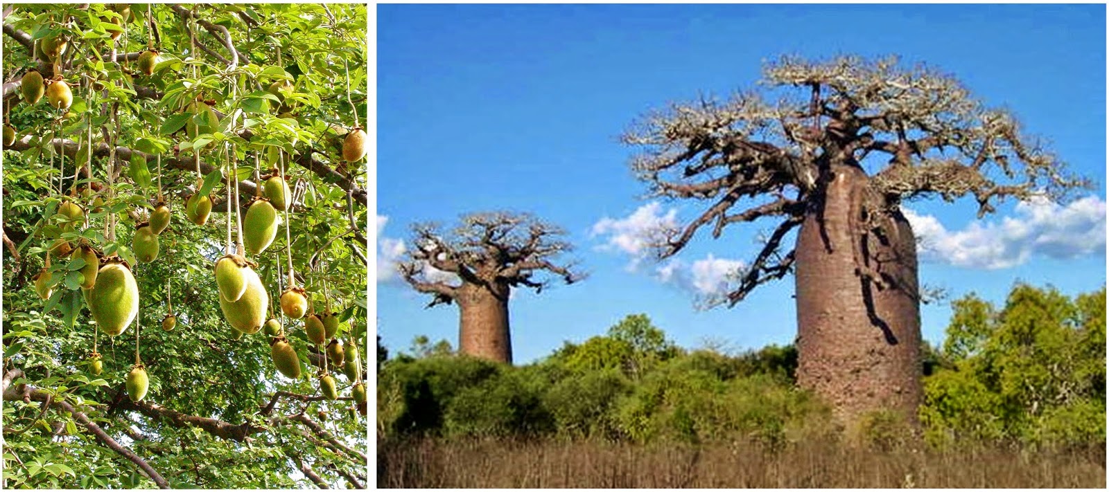 Embondeiro: a árvore sagrada - O Berço do Mundo
