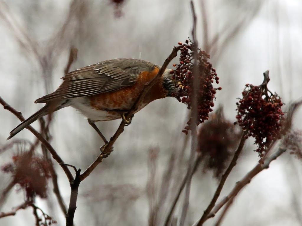 Ohio Birds and Biodiversity: Sumac creates biological hotspots!