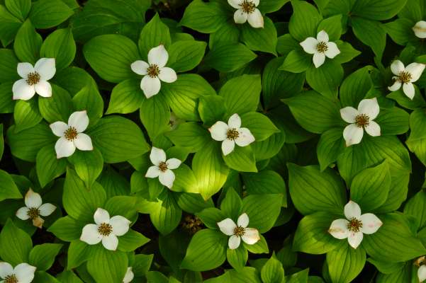 Foraging from nature; Bunchberries