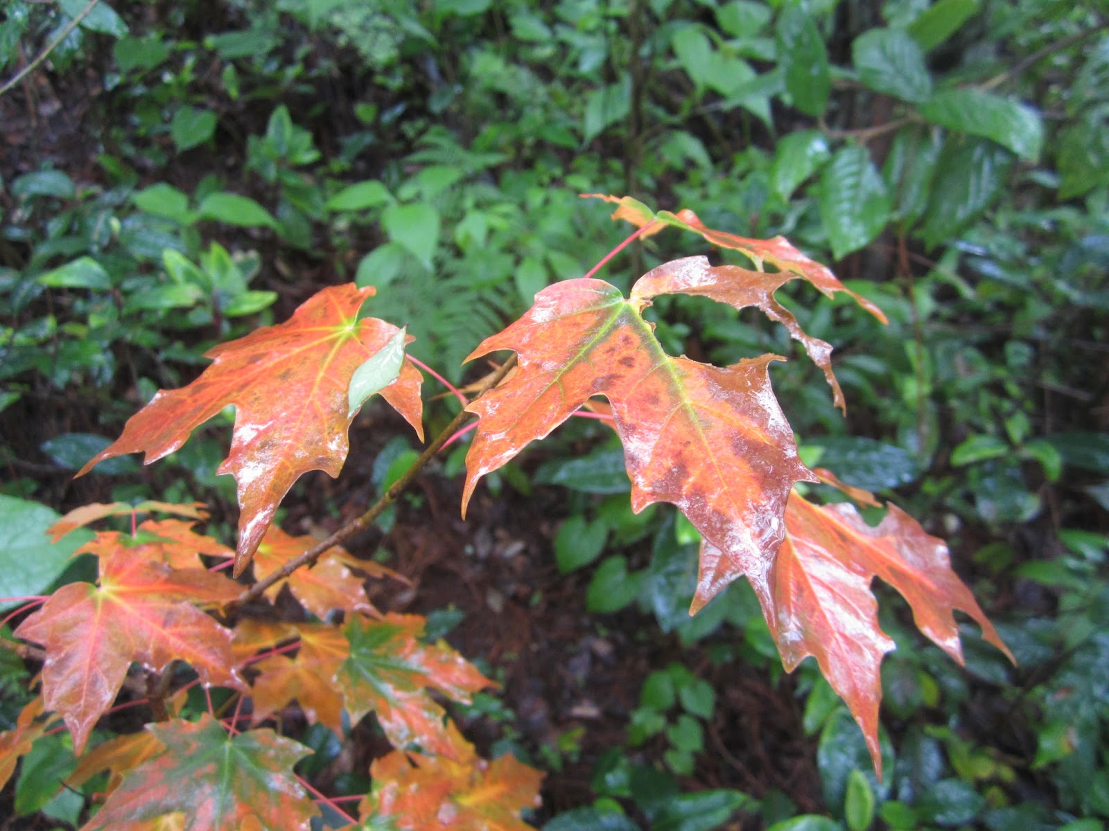 Los árboles: Maple (Arce) Canadiense