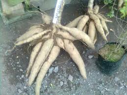 VARIETAS UNGGUL SINGKONG RAKSASA