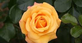 Amazing Rose Facts for Kids your baby wanted to know ~ Plants Facts