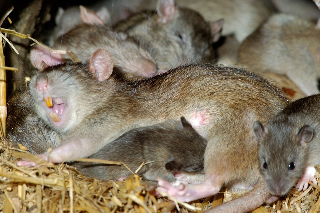 The Big Wobble : Giant rats the size of cats 'that stand on their hind ...
