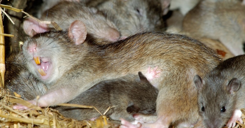 The Big Wobble : Giant rats the size of cats 'that stand on their hind ...